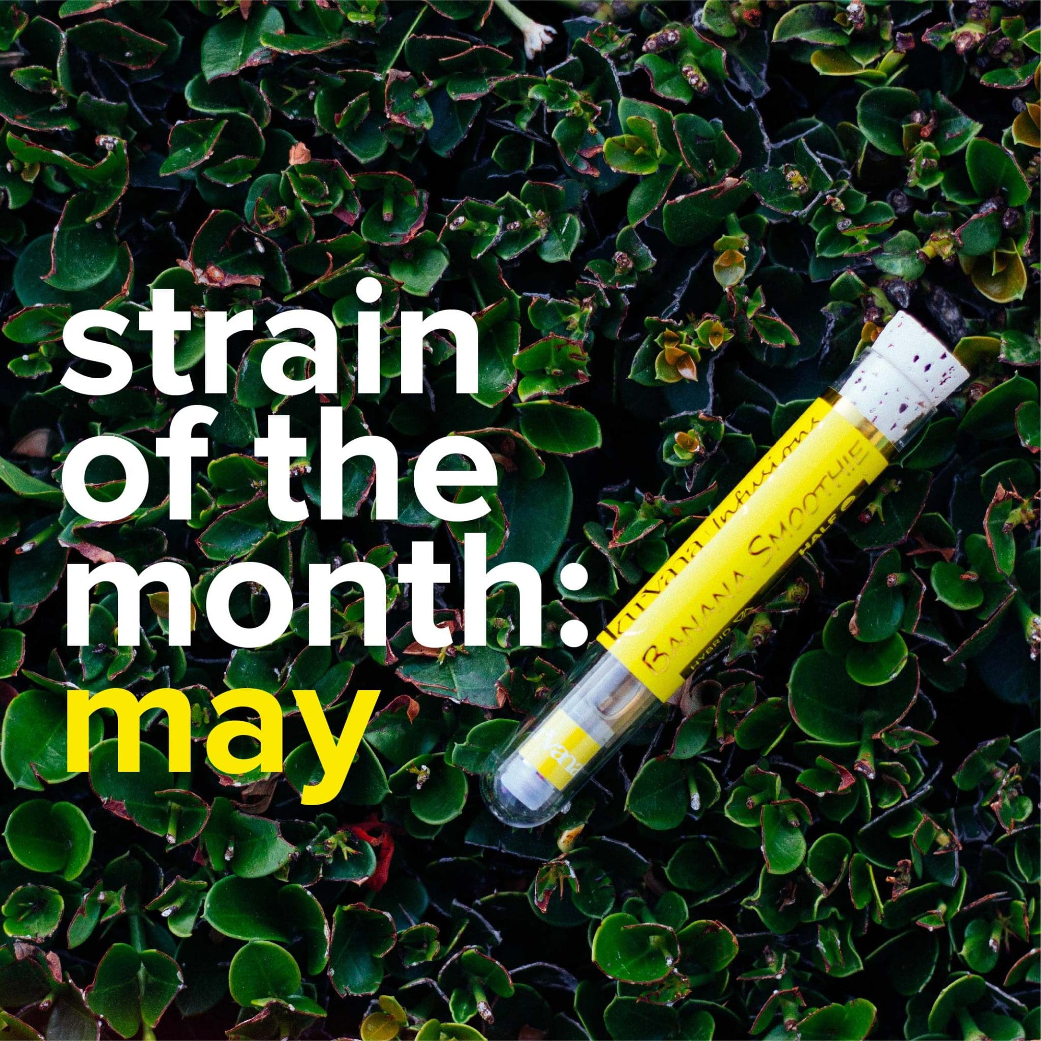 What’s Inside A Cannabis Cartridge | Weed Carts Explained